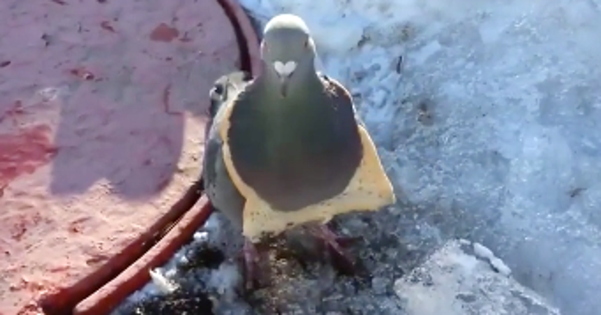 Fashion-Forward Pigeon Sports Bread Necklace In Bold Style Choice ...