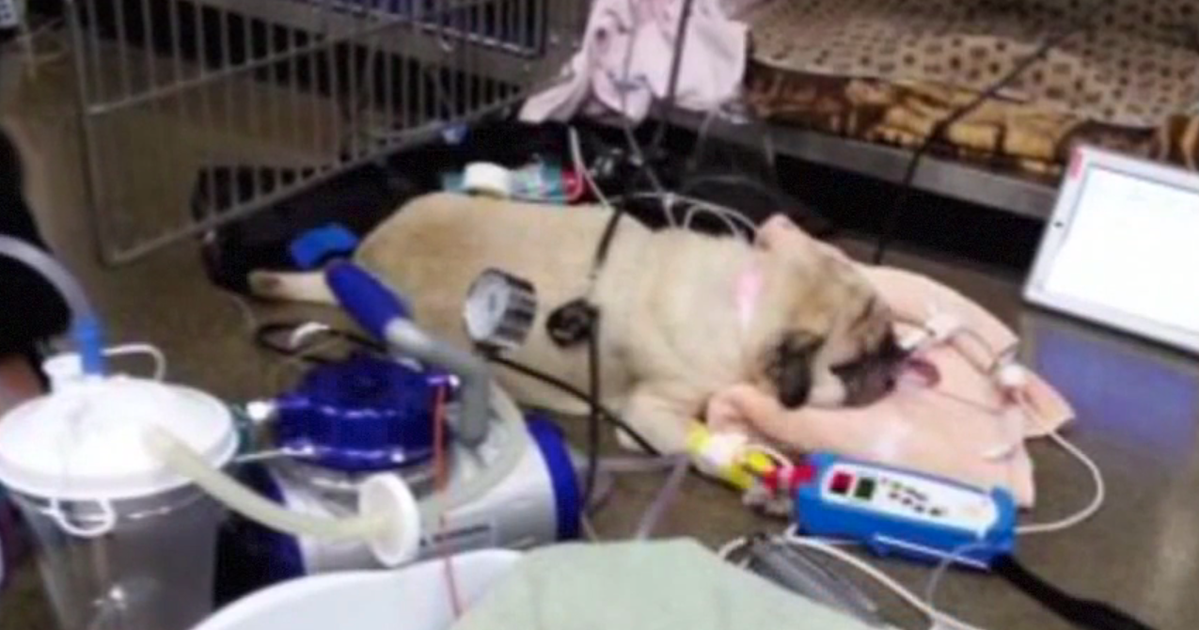 Pug Dies After Eating Dog Food Contaminated With Euthanasia Drug ...