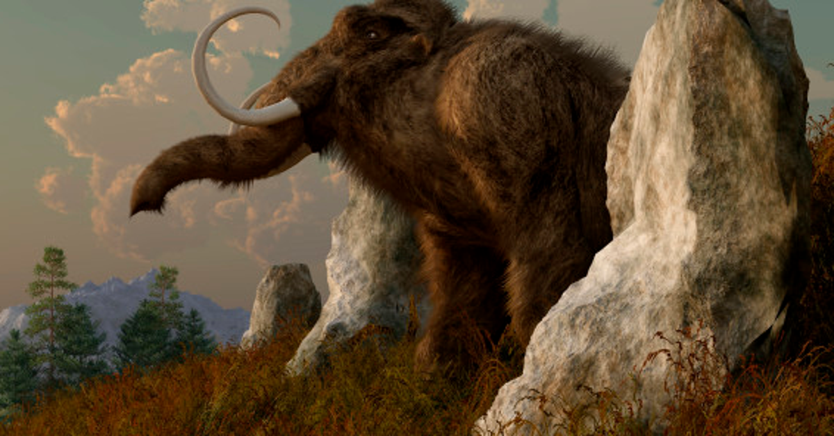 Woolly Mammoth Scientists ‘two Years Away From Creating Hybrid Embryo Huffpost Uk Tech