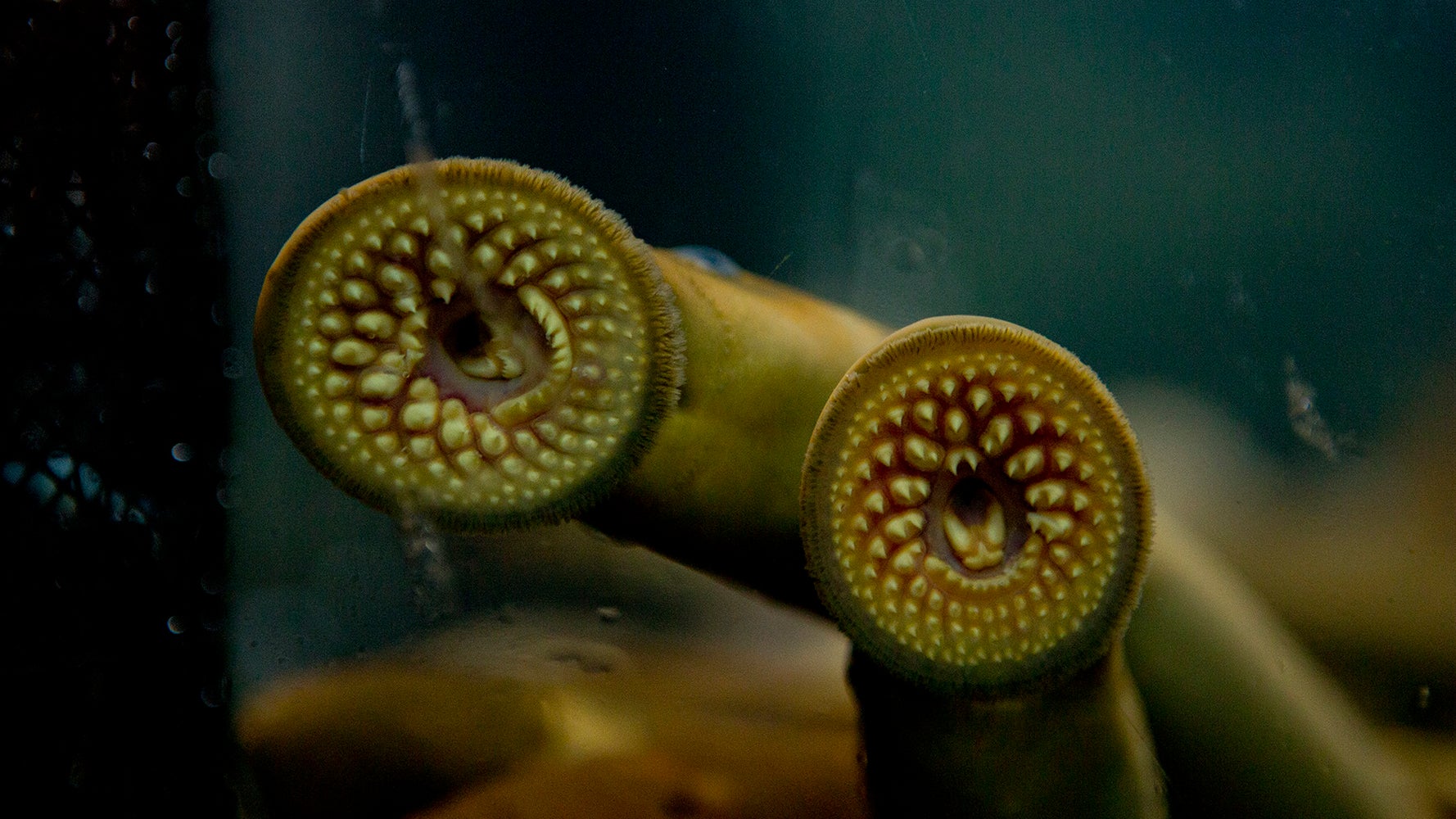 Invasive Species: What are they really? | HuffPost