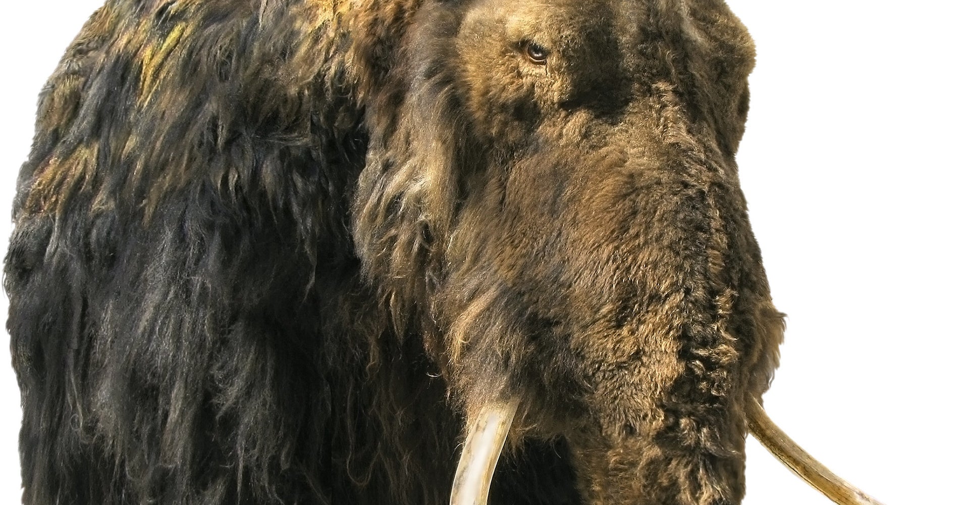 Woolly Mammoth Could Be De Extinct In 2 Years Scientist Says Huffpost