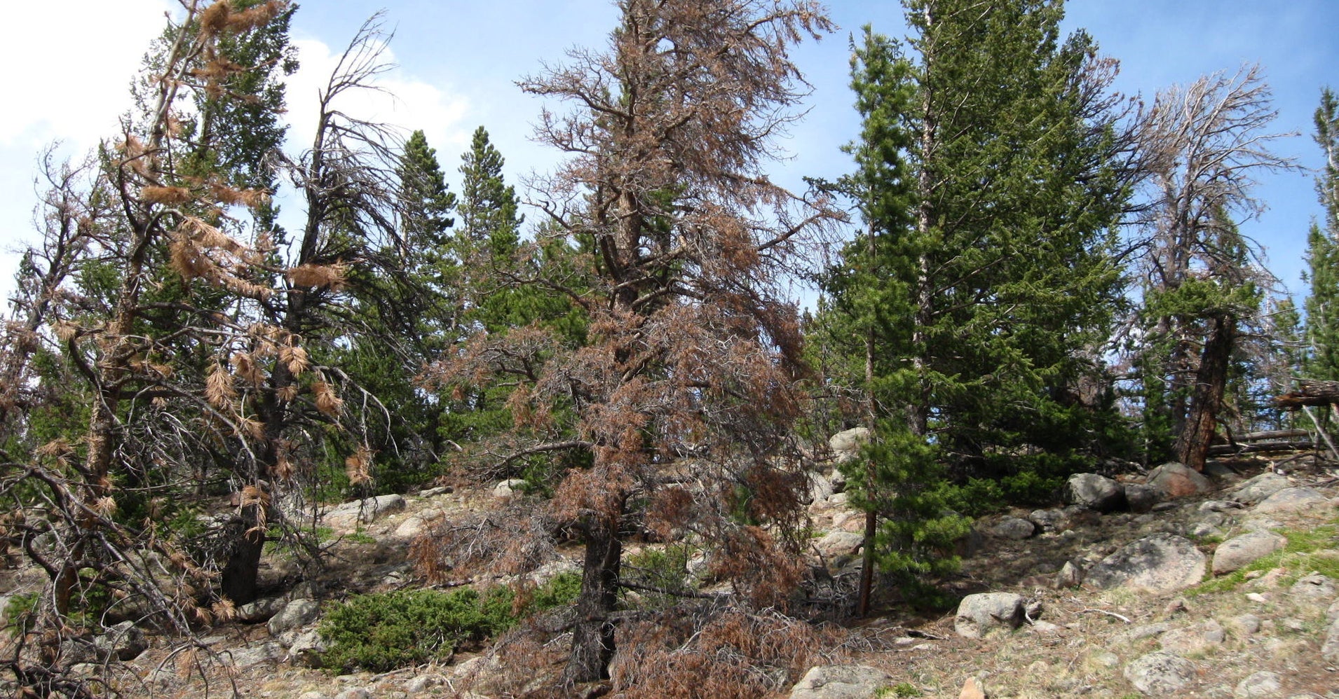 Beetles Have Killed 5 Million Acres Of Colorado Forests (And Counting ...