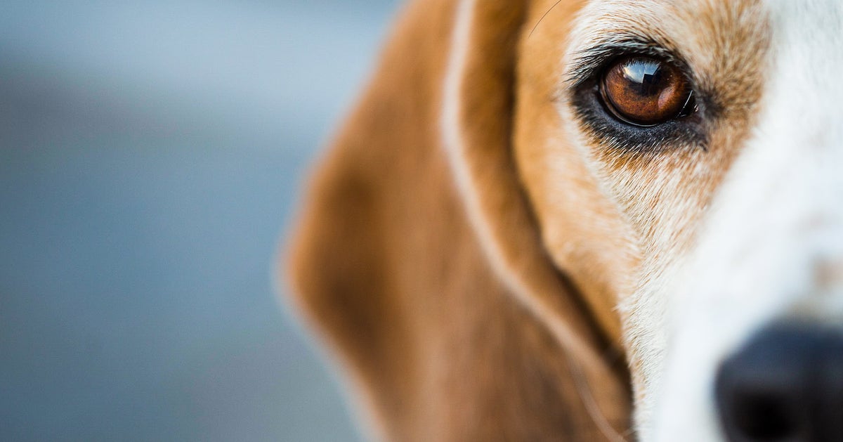 USDA Starts Reposting Some Of Their Deleted Animal Welfare Records ...
