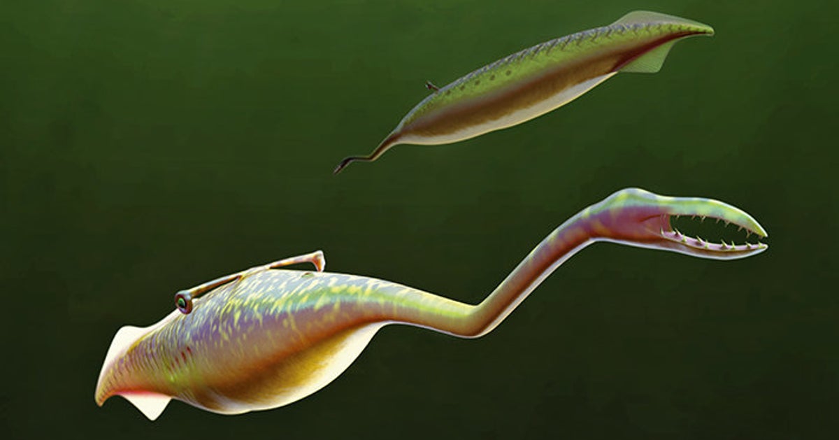 The 'Tully Monster' Is So Weird That Experts Can't Agree What It ...