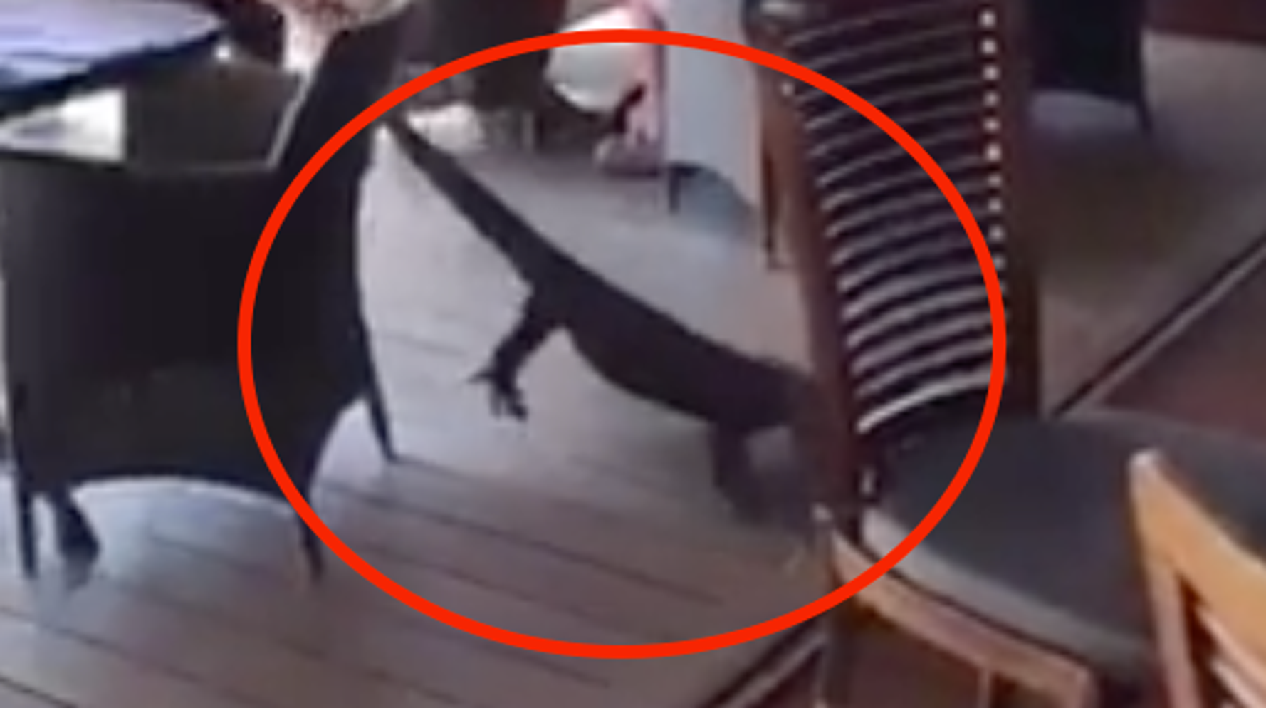 Watch This Heroic Waitress Drag A Monster Goanna Lizard From Restaurant ...