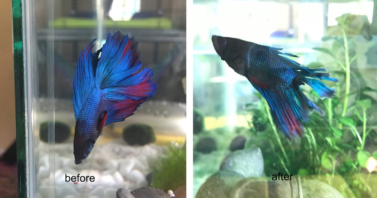 I Left My Betta Fish For Dead. Here's What I Learned In The Waiting ...