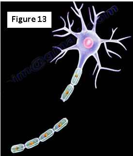 Nerve Repair and Regeneration | HuffPost