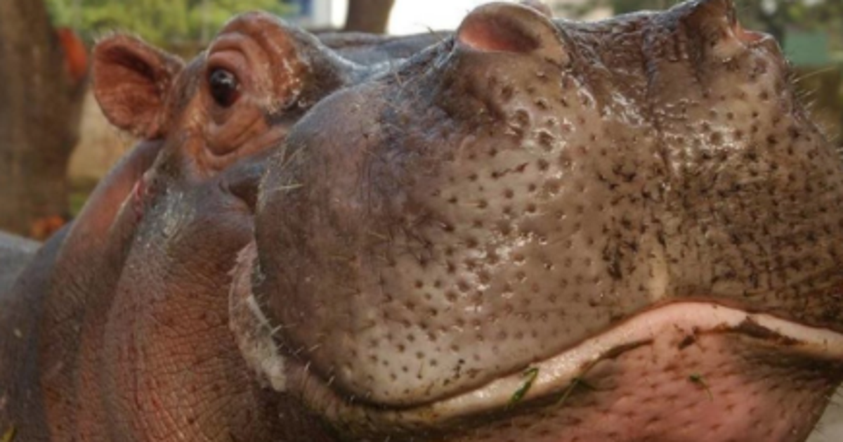 Gustavito The Hippo Beaten To Death In El Salvador Zoo | HuffPost UK News