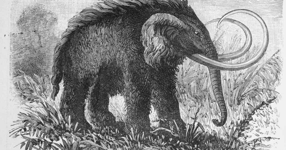 Bringing The Woolly Mammoth Back To Life Might Not Be Such A Good Idea ...
