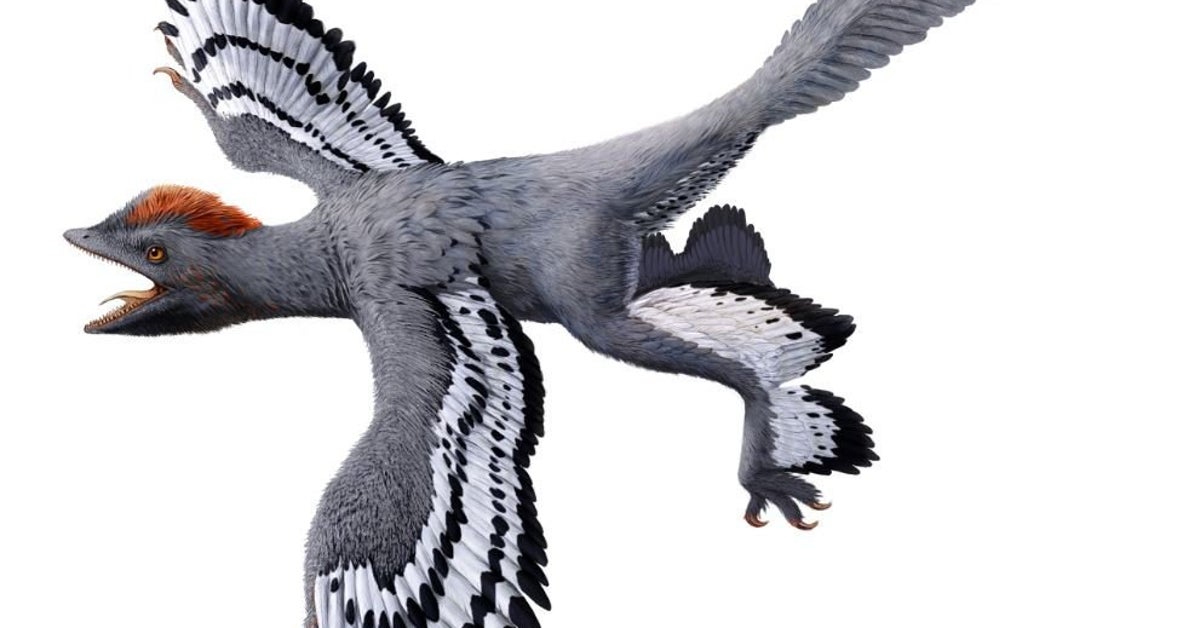 Scientists Have Created The Most Accurate Ever View Of A Dinosaur ...