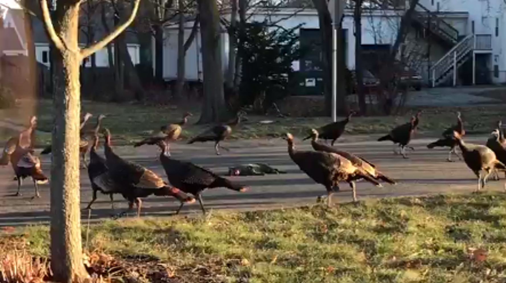 WTF Is Going On With These Creepy Turkeys Circling A Dead Cat? | HuffPost