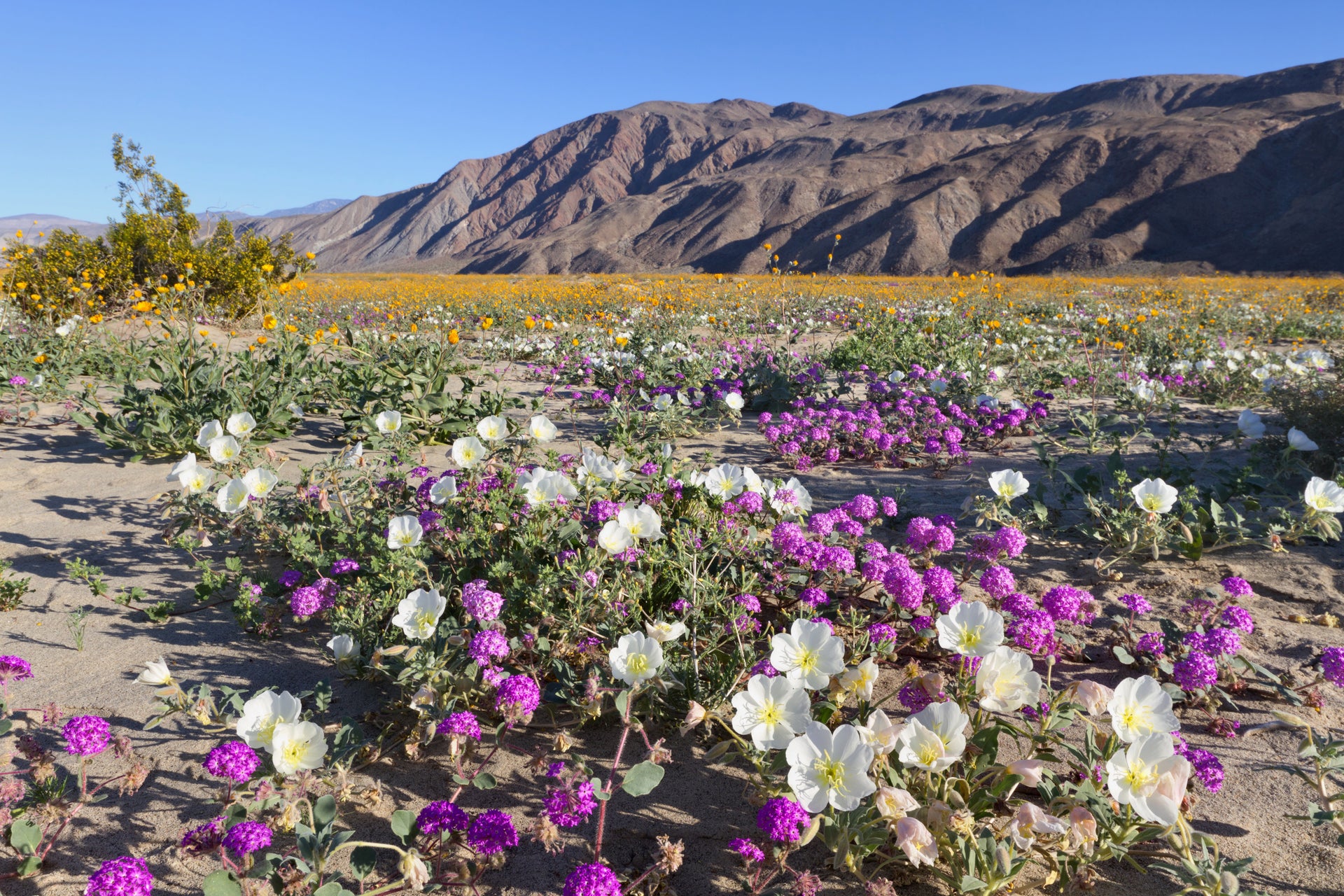 Spectacular 'Super Bloom' Is Just Days Away In This California Desert ...