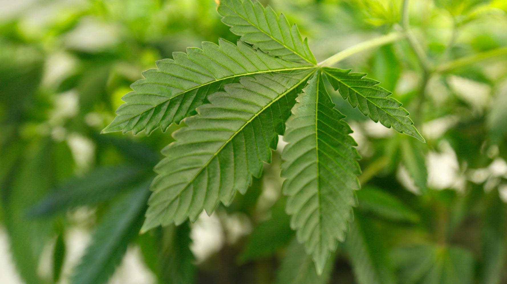 Israel Moves To Decriminalize Marijuana Use | HuffPost The WorldPost
