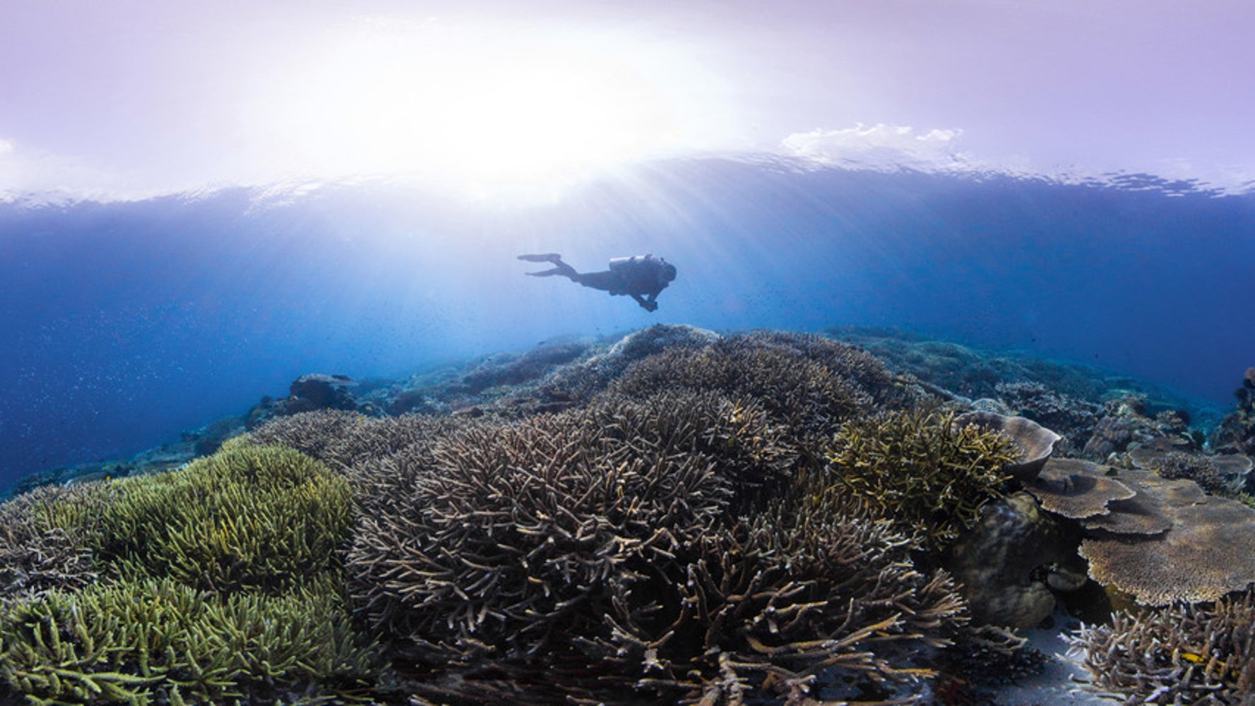 50 Reefs Initiative Is Good News For Coral Reefs | HuffPost
