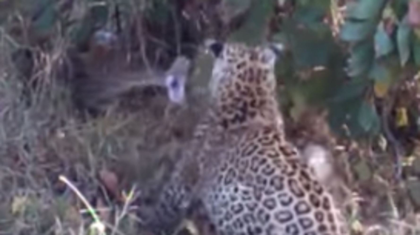 Giant Python vs. Leopard Mom: Game On! | HuffPost UK Weird News