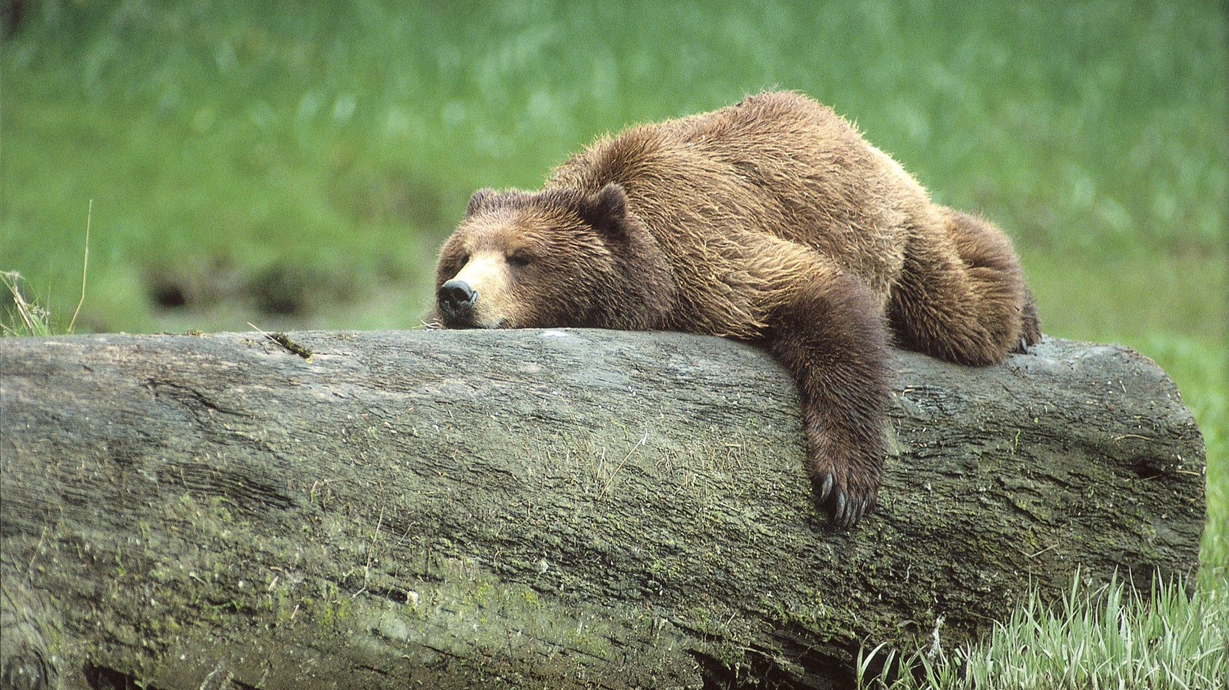 Grizzly Bears Belong In Washington’s North Cascades | HuffPost Impact