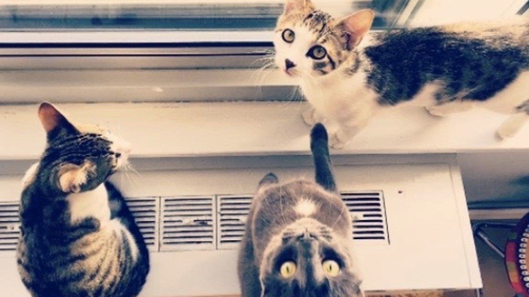 5 Problems Only People With Multiple Cats Will Understand | HuffPost