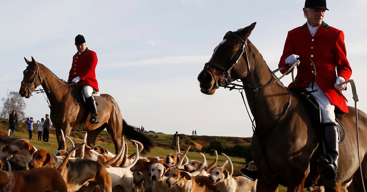 Could The Fox Hunting Ban Be Repealed? Supporters Want It Strengthened ...