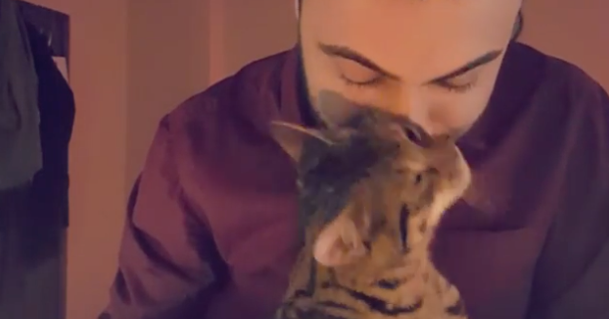 Musician Brings All The Cats To The Yard With Beautifully Soothing ...