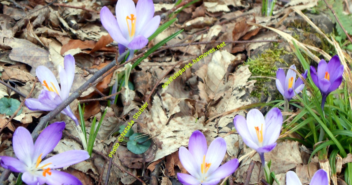 Light Awakens Love | HuffPost Contributor