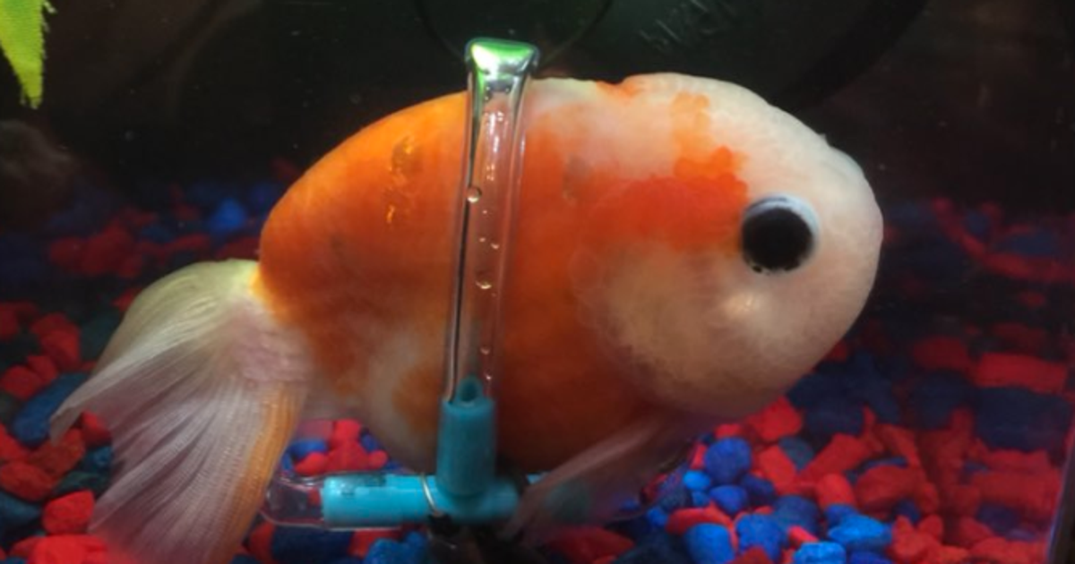 Adorable Goldfish With Bladder Disorder Gets Special 'Wheelchair' To ...