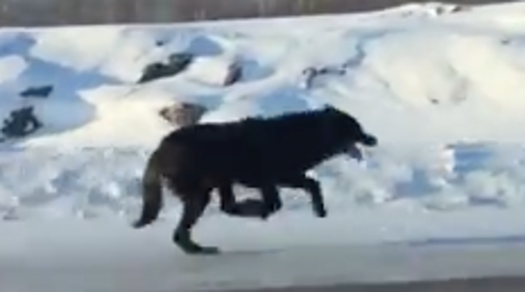 Driver Films Wolves In A Breathtaking Roadside Sprint | HuffPost null