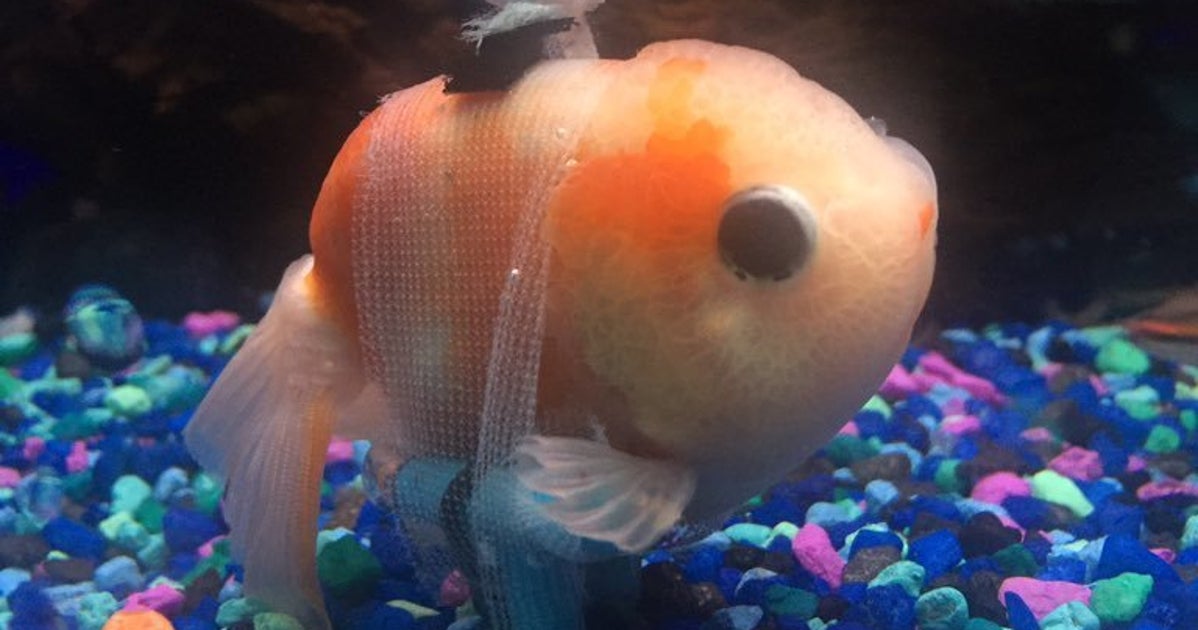 Disabled Goldfish Gets Its Own Wheelchair And The Internet Cheers ...