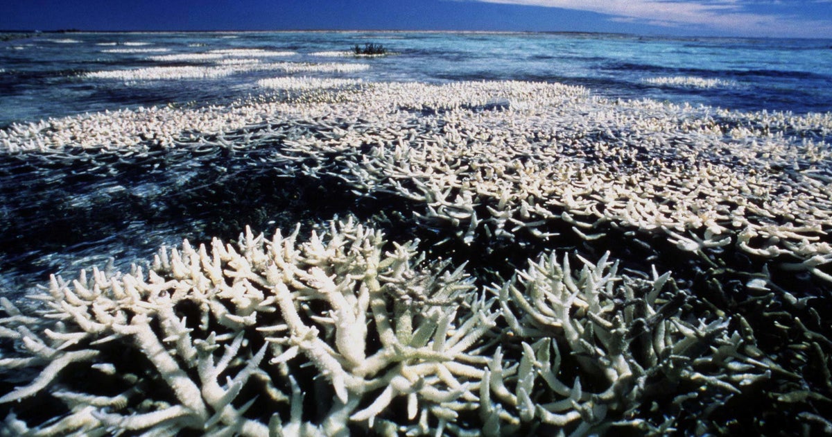 If We Don't Stop Global Warming, The Great Barrier Reef Will Die Out | HuffPost UK Tech