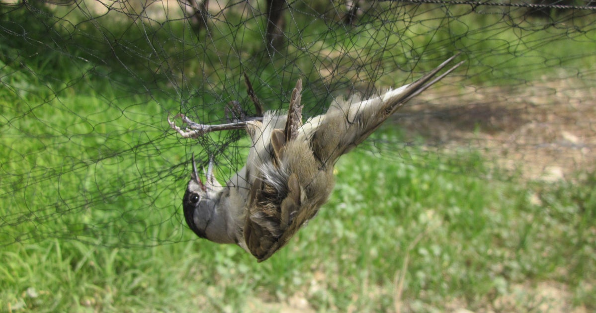 'More Than 800,000 Songbirds Killed Illegally' At Ministry of Defence ...