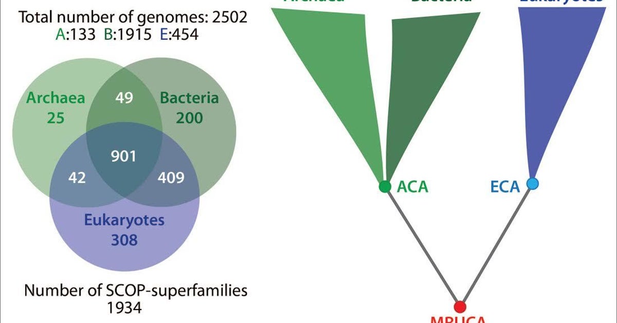 DEEP EVOLUTION and its discontents | HuffPost Contributor