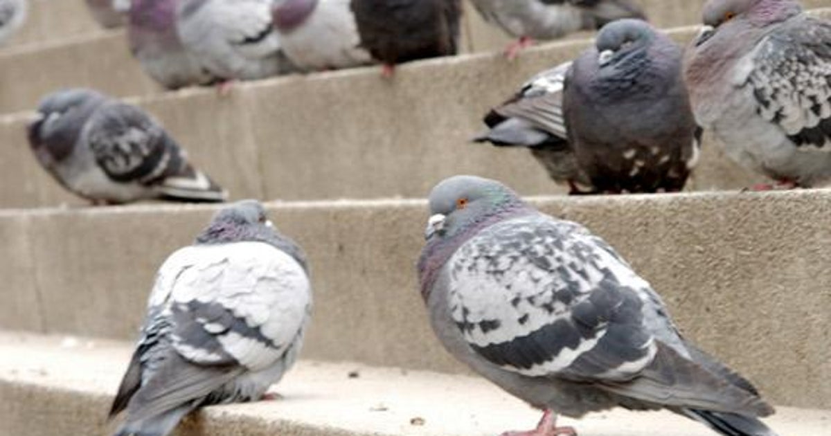 Pigeons, the Senate, and Court Reform | HuffPost Contributor