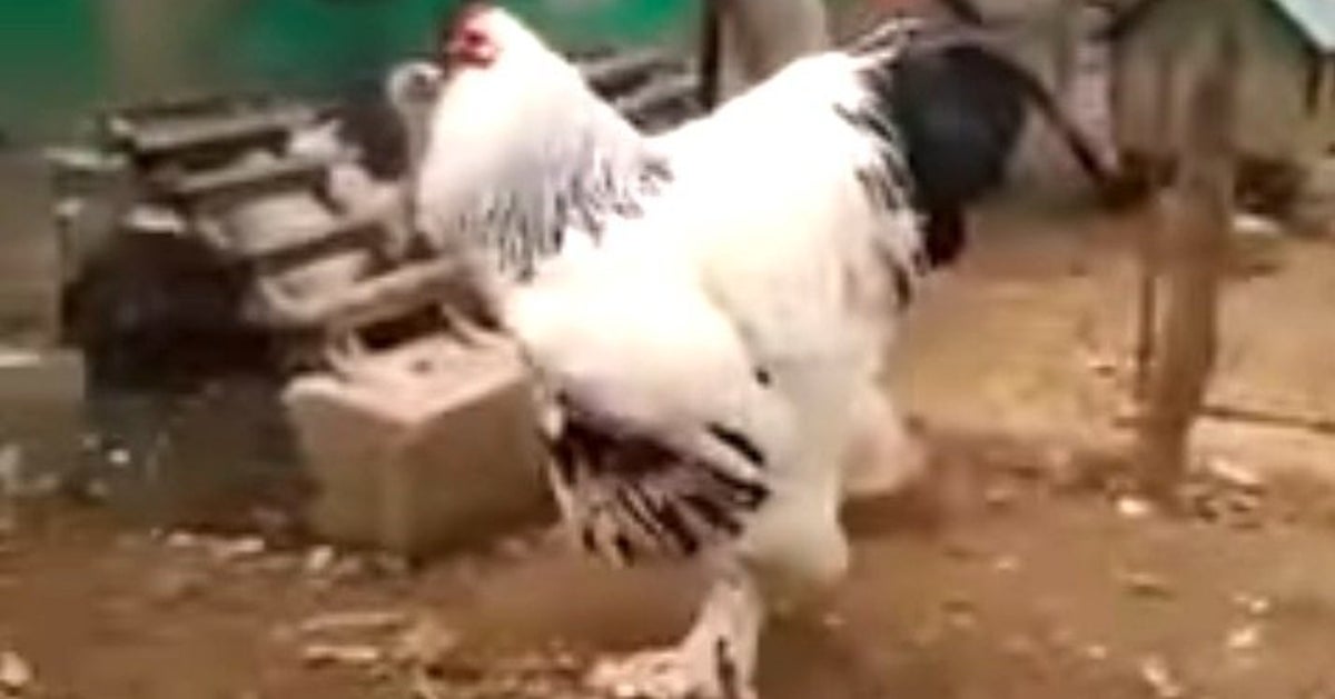 A Giant Chicken On Twitter Is Making Everyone Freak Out | HuffPost News