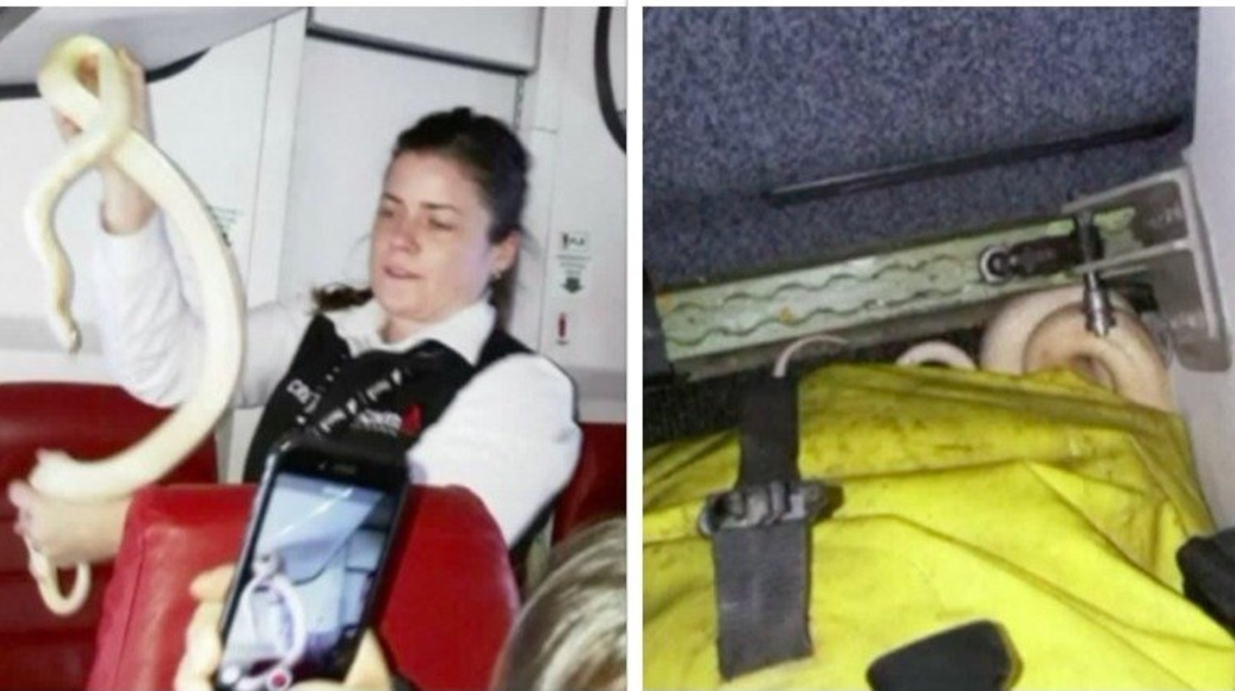 'Snake On A Plane' Just Happened In Real Life | HuffPost Life