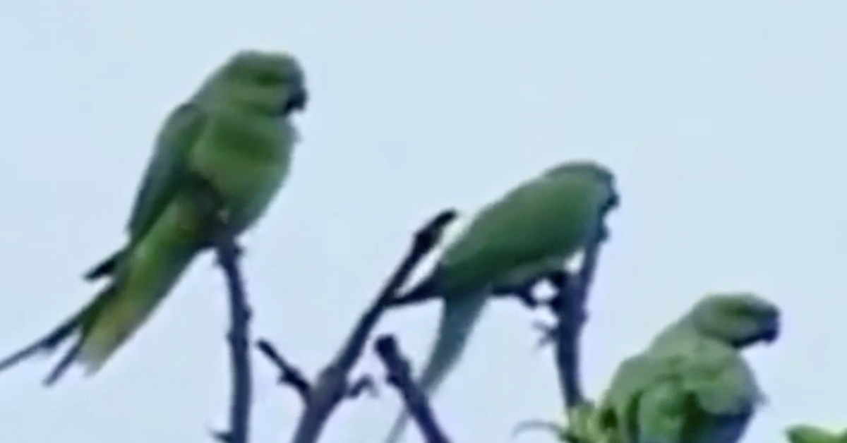 Wild Parrots Raid India Poppy Fields To Get High On Opium | HuffPost UK ...