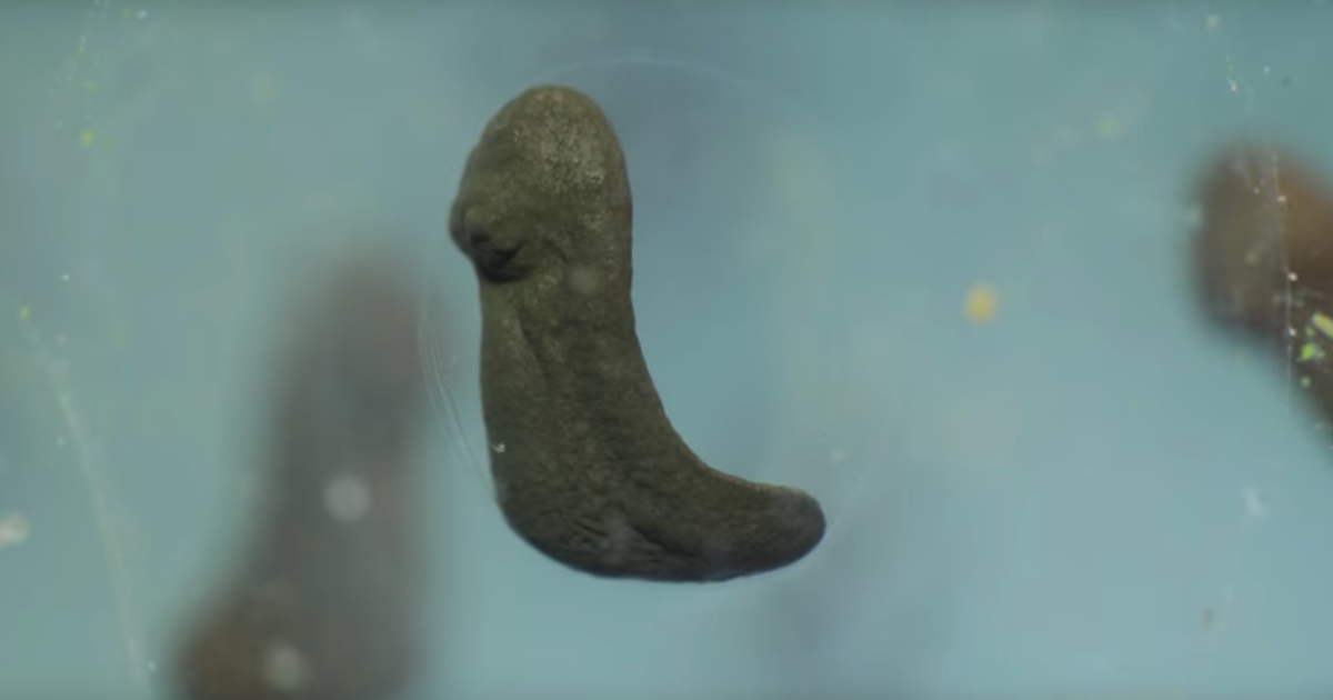 This Time-Lapse Video Shows Cells Dividing Into A Tadpole, Without ...