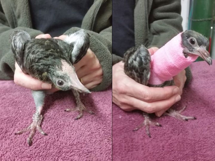 Pigeon With a Broken Neck Recovers at WildCare | HuffPost Contributor