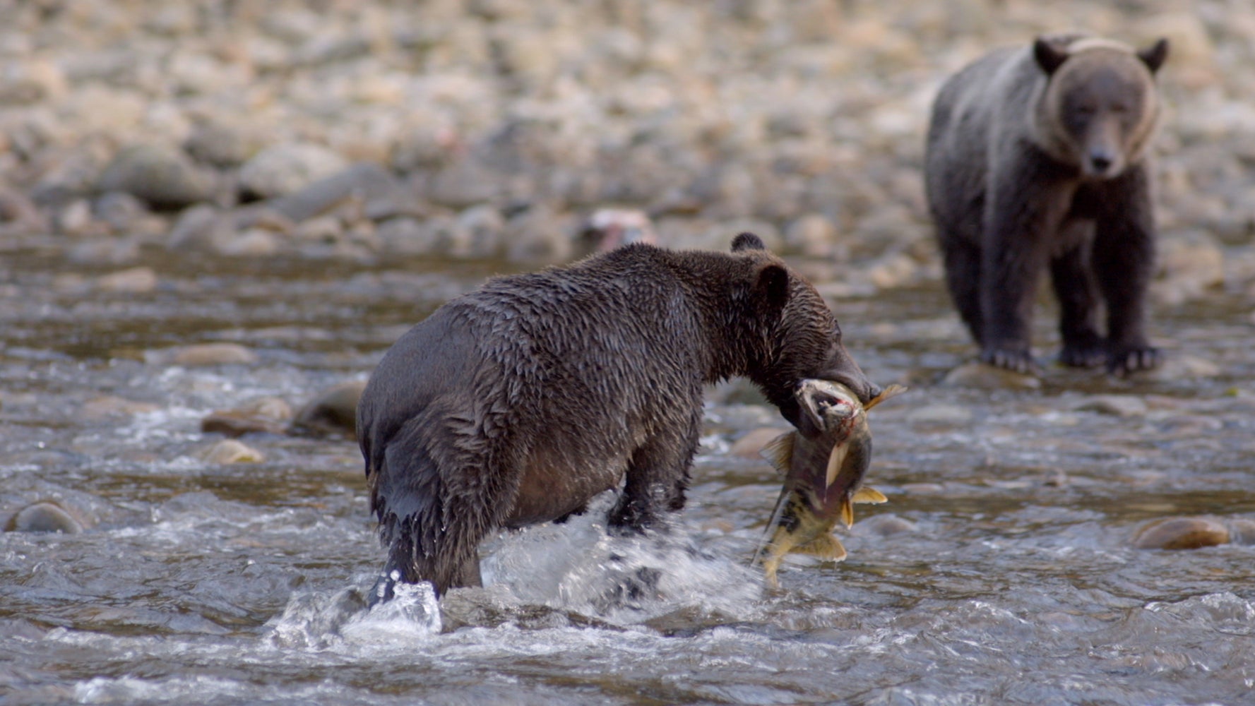 The Commercial Bear Viewing Association welcomes The Grizzly Truth, a ...