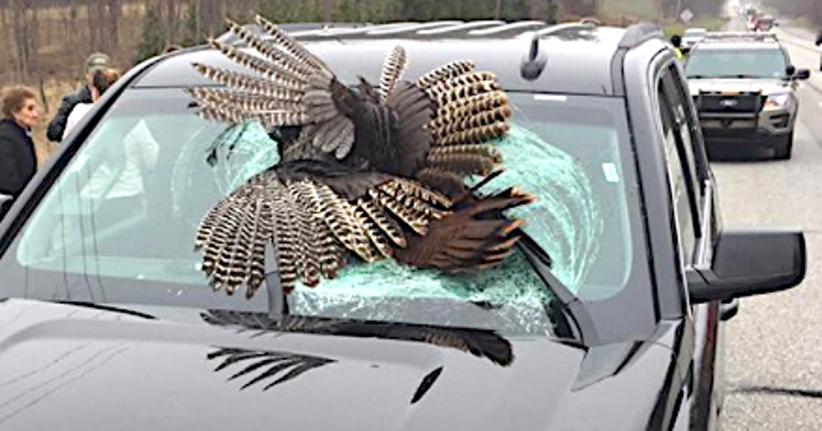 Flying Turkey Smashes Through SUV's Windshield On Indiana Highway ...