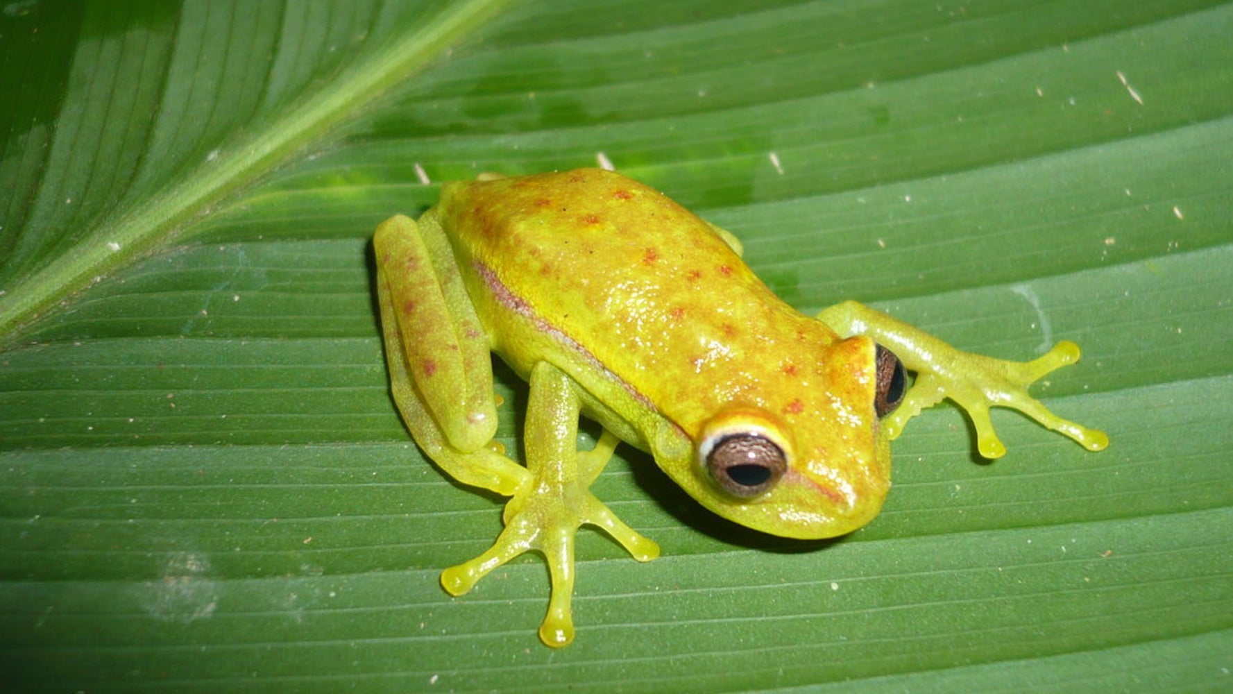 The World's First Glow-In-The-Dark Frog Found In Argentina | HuffPost