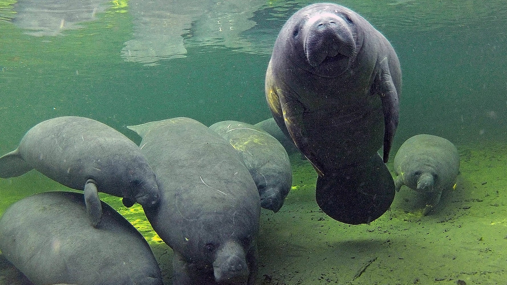 Manatees No Longer Listed As Endangered -- But Don't Celebrate Just Yet ...