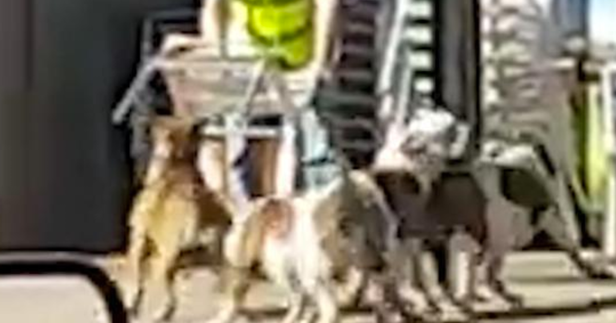 Bolton Dog Attack Sees Police Shoot Two Animals Dead As Rampaging Pack ...