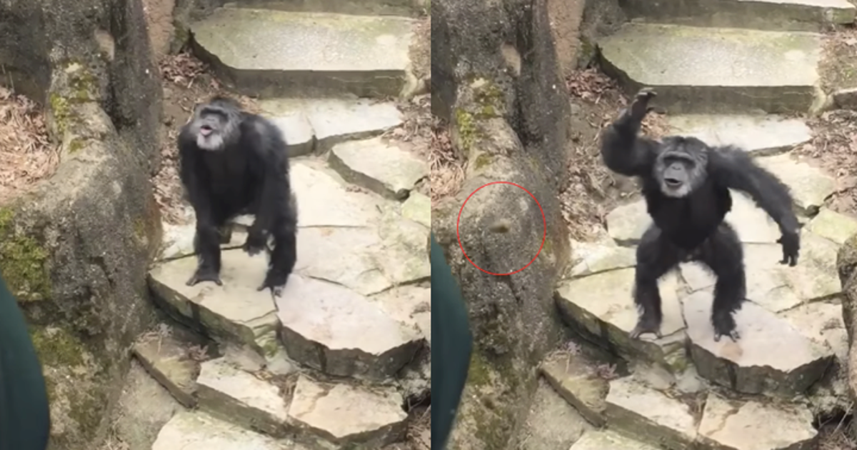 Chimp Hurls Feces At Zoo's Crowd, Nails Grandma Right In The Face ...