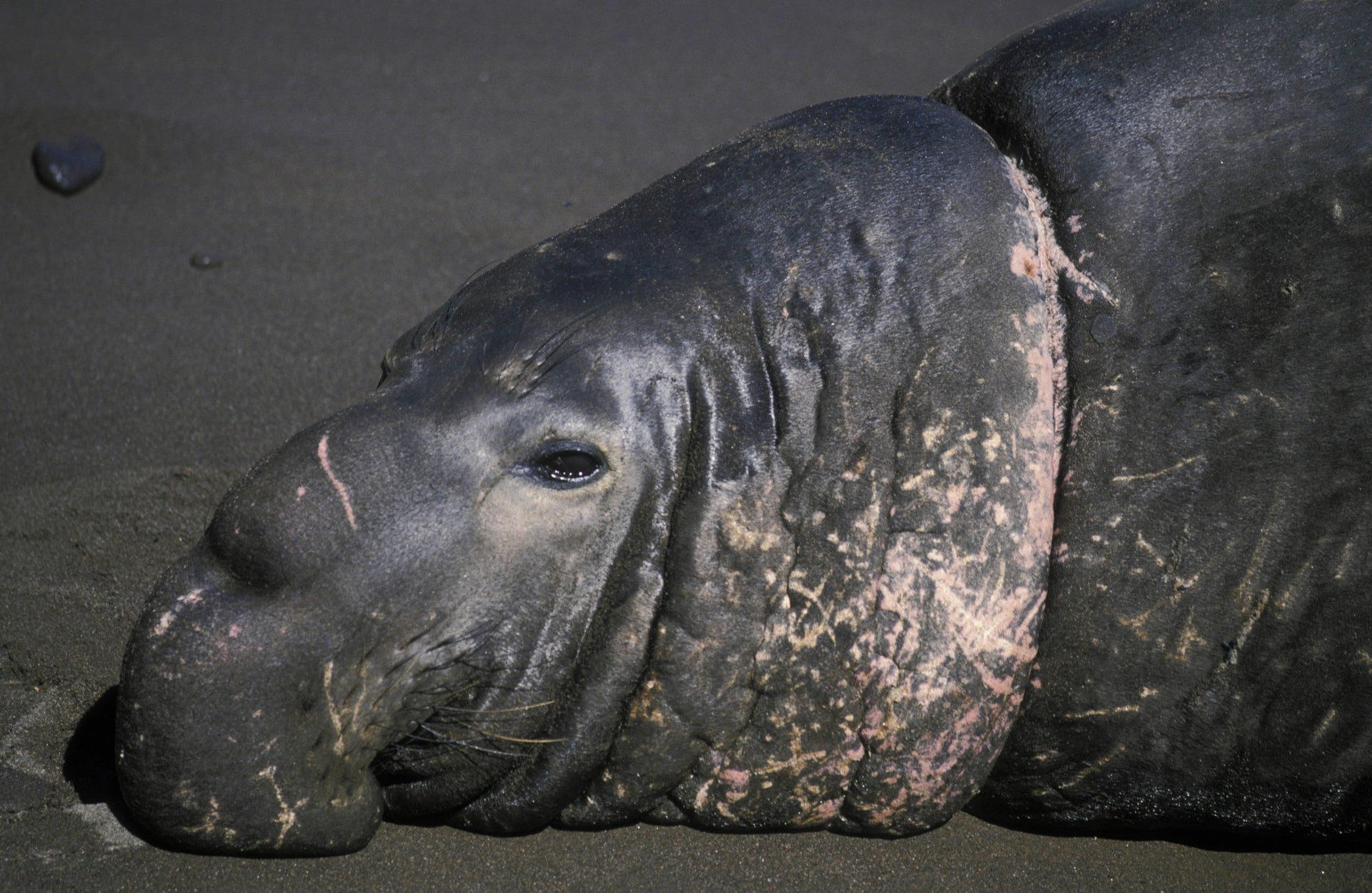 Heartbreaking Photos Show What Your Trash Does To Animals | HuffPost Impact