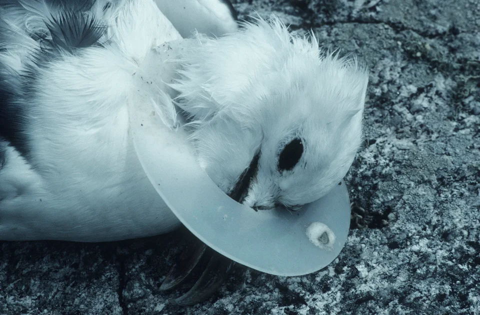 Animals Getting Hurt