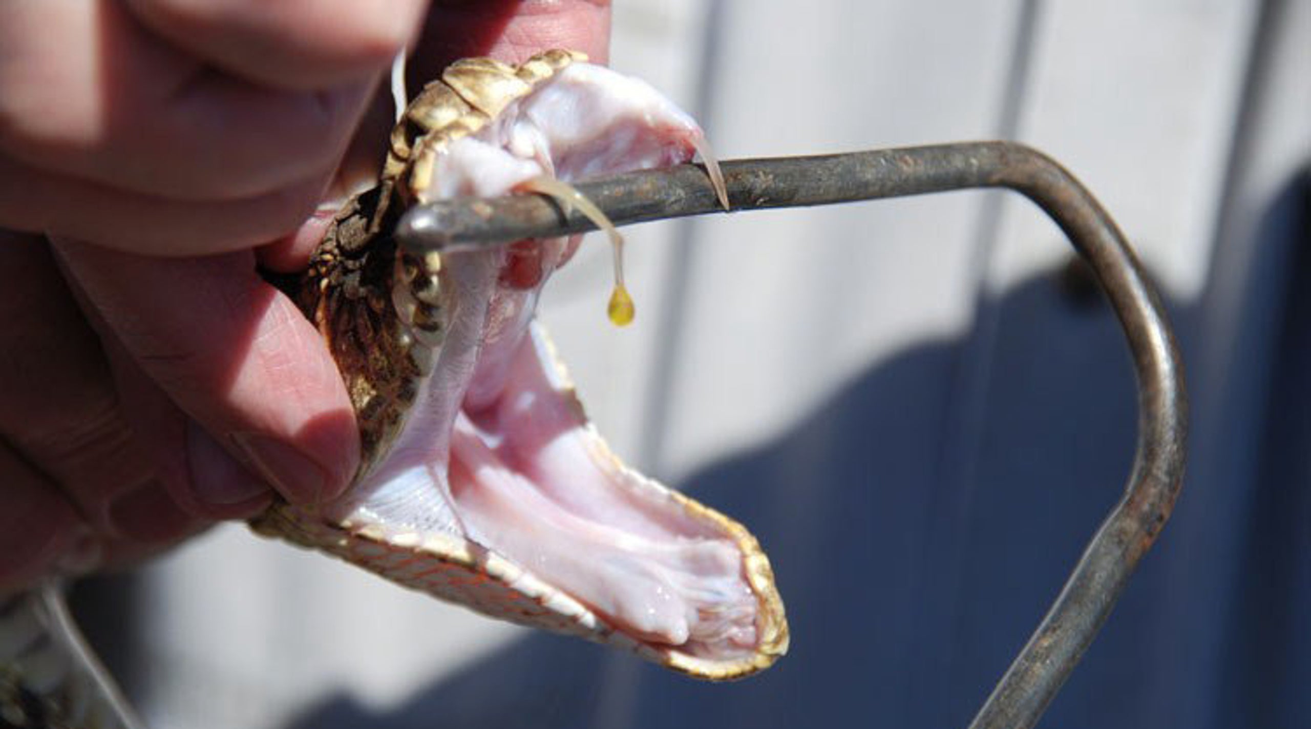 This Woman Survived One Of The Deadliest Snake Attacks | HuffPost Impact