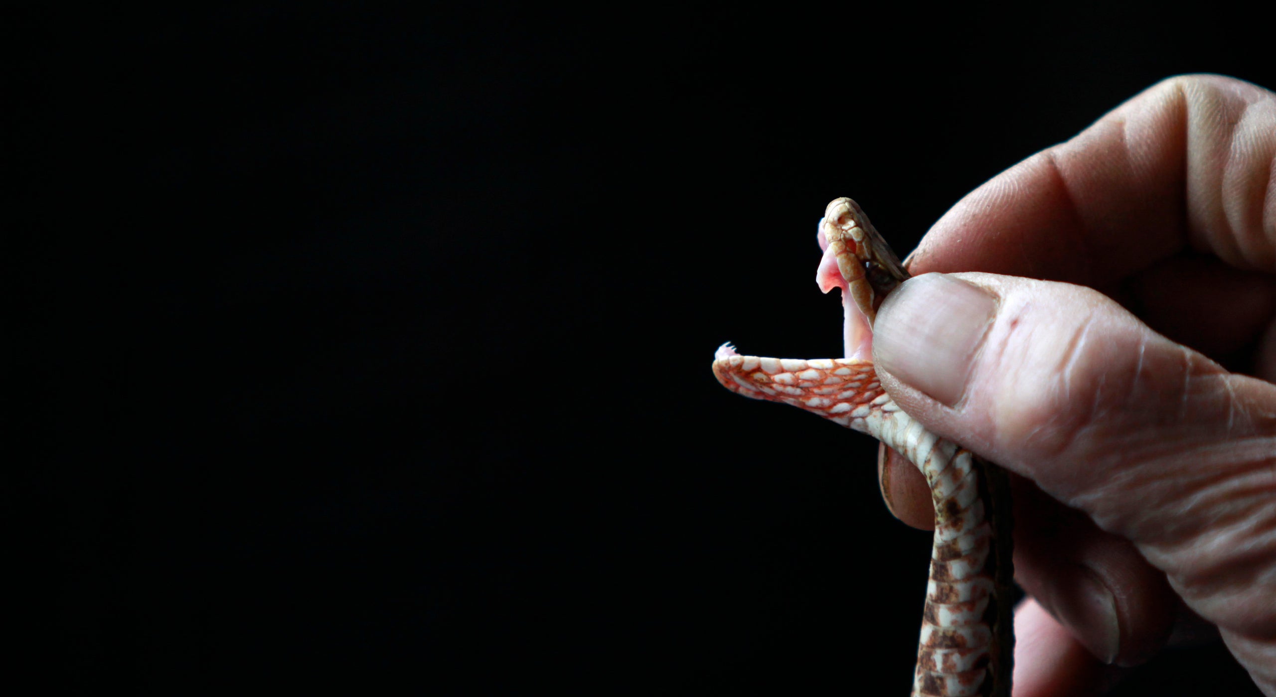 This Woman Survived One Of The Deadliest Snake Attacks | HuffPost Impact