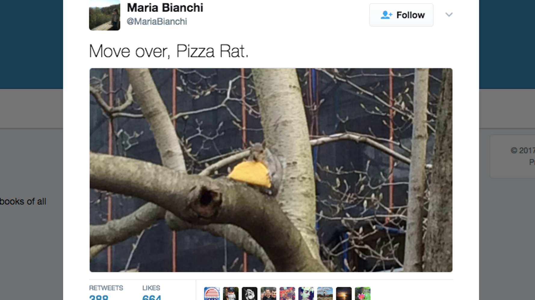 Hero Squirrel Attempts To Eat Taco Nearly The Size Of Its Whole Body ...