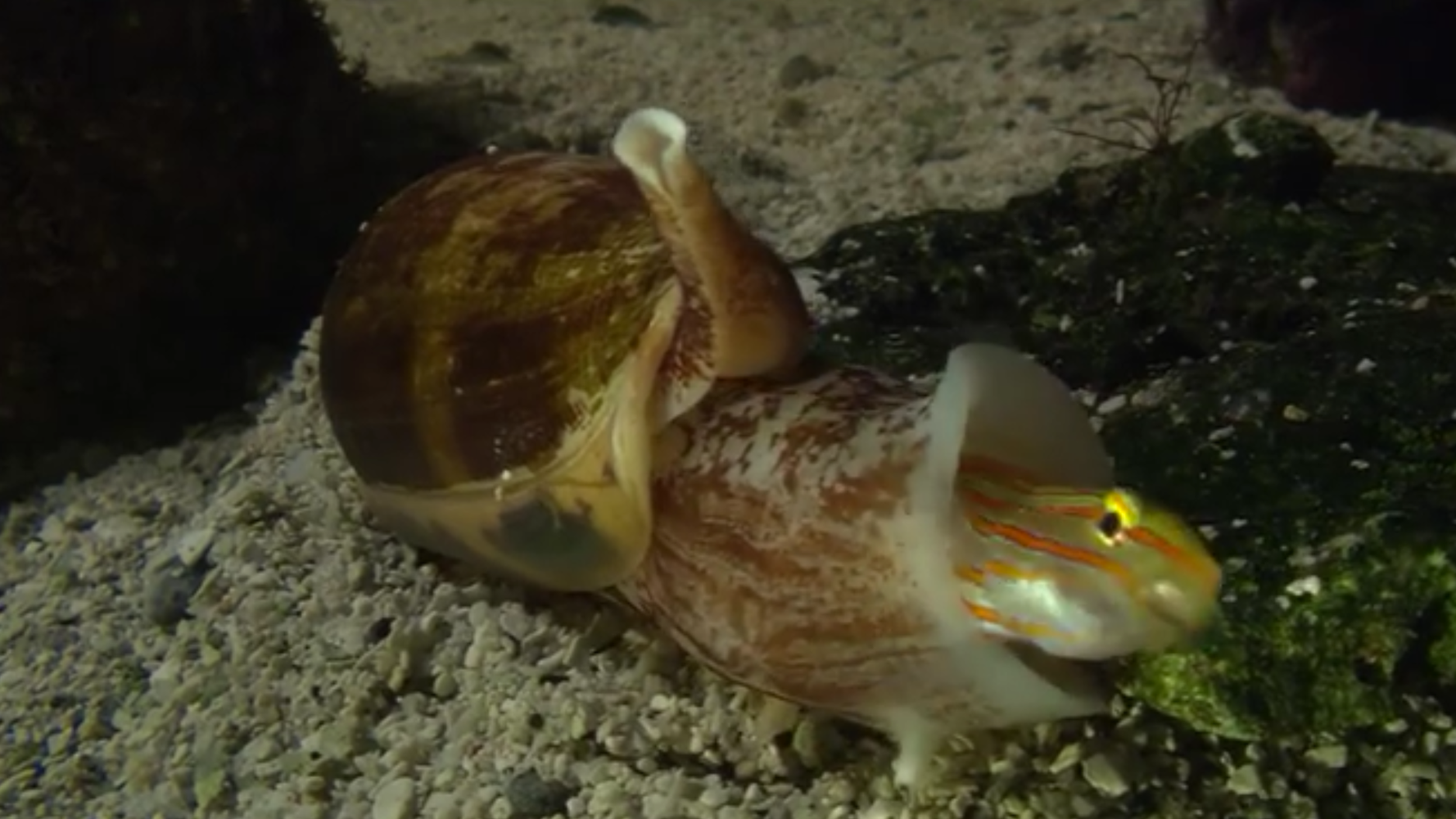 Harpoon Cone Snail Sting