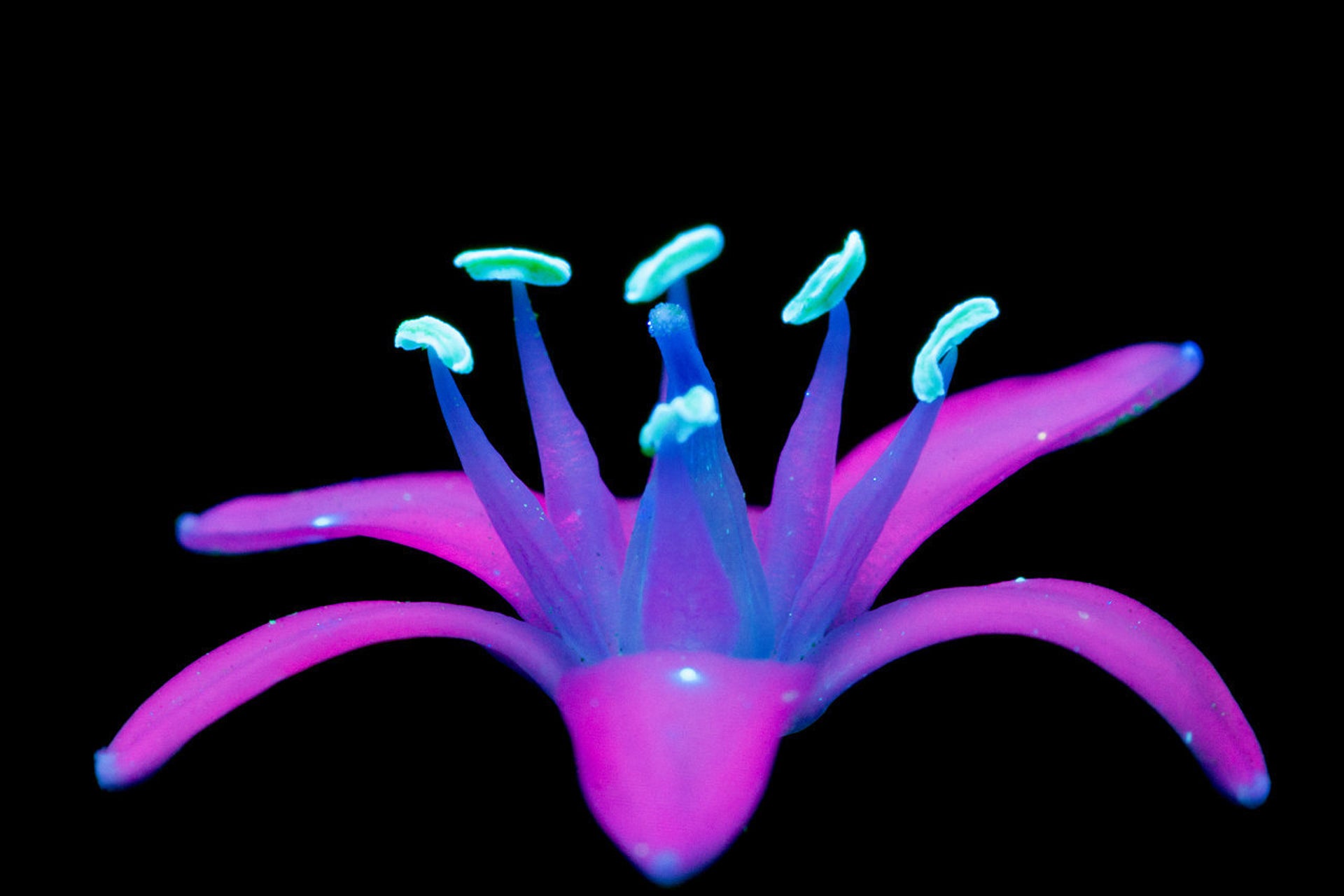 Amazing Photos Capture How Flowers Look Under Ultraviolet Light ...