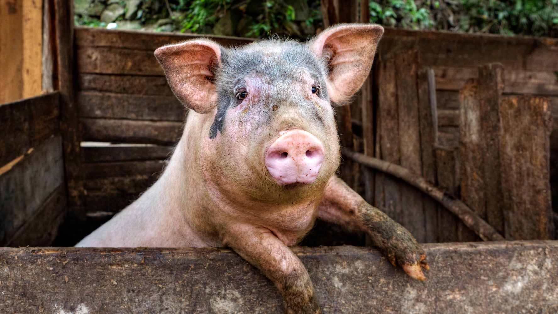 Just A Video Of Some Police Officers Chasing A Pig | HuffPost